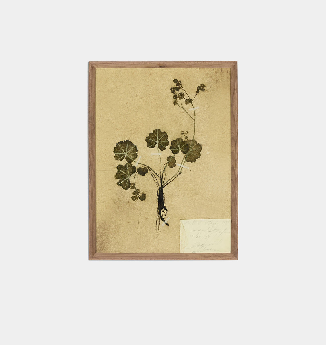 Petite Study Triptych by Hannah Winters | Shoppe Amber Interiors